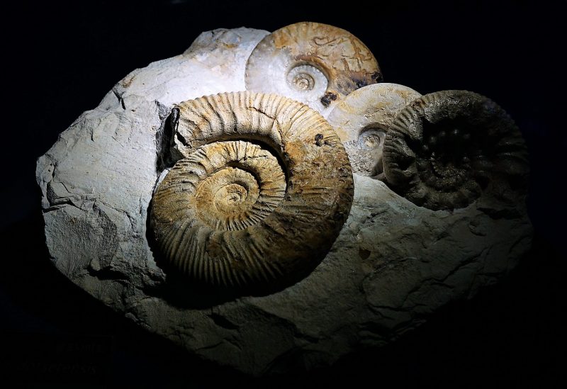 Era Paleozoica | Qué es, qué ocurrió, características, periodos, clima