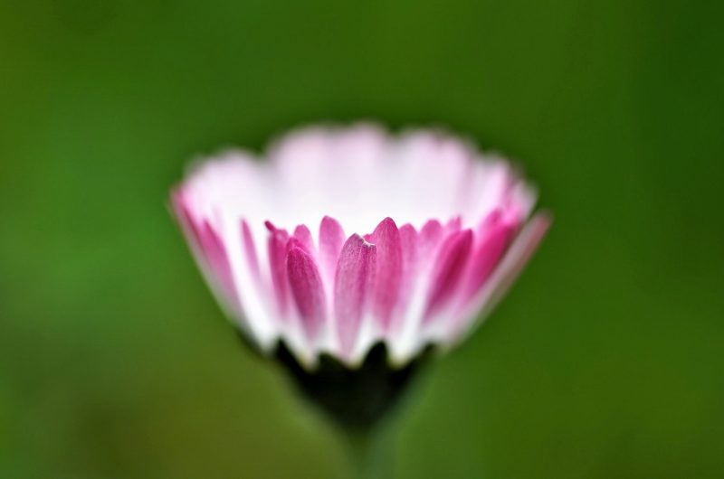 Monismo | Qué es, características, historia, tipos | Metafísico, teológico