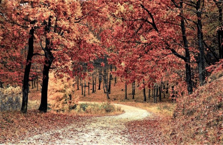 Bosque templado | Qué es, características, fauna, flora, clima, ejemplos