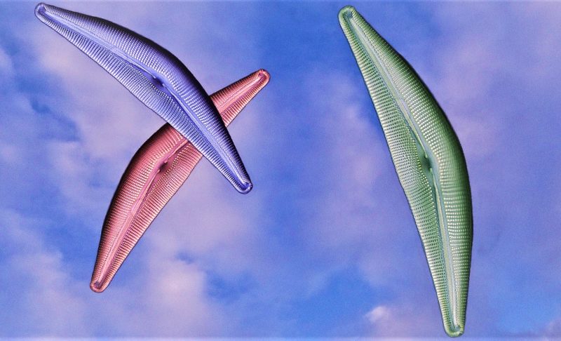 Diatomeas | Qué son, características, tipos, alimentación, hábitat ...