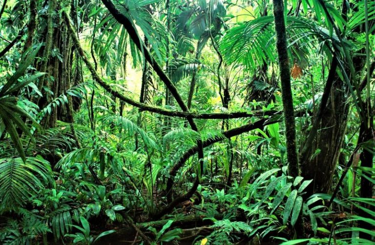Selva tropical | Qué es, características, fauna, flora, importancia ...