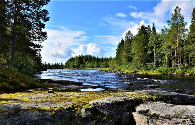 Taiga | Qué es, características, fauna, flora, clima, ejemplos, importancia