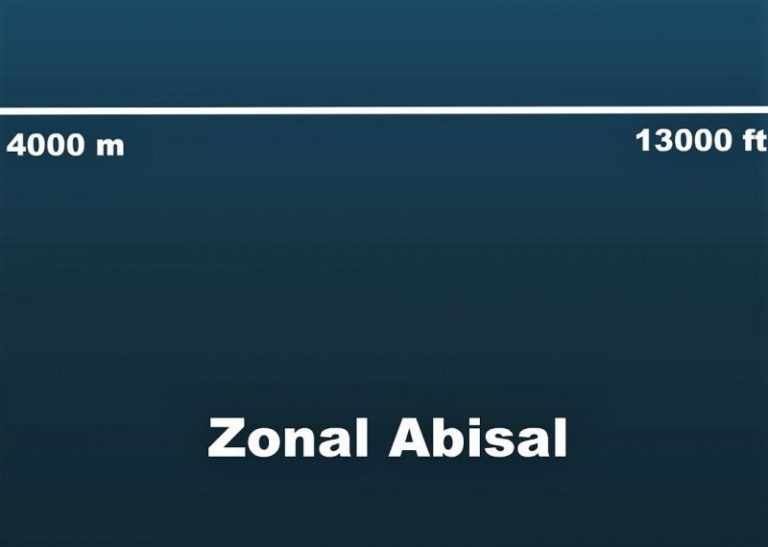 Zona abisal | Qué es, características, fauna, flora, información