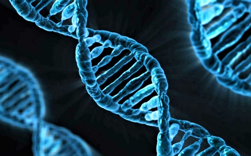 Genotipo | Qué es, características, historia, determinación, tipos, ejemplo