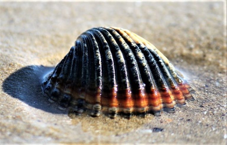 Codiaeum variegatum | Qué es, características, beneficios, reproducción ...