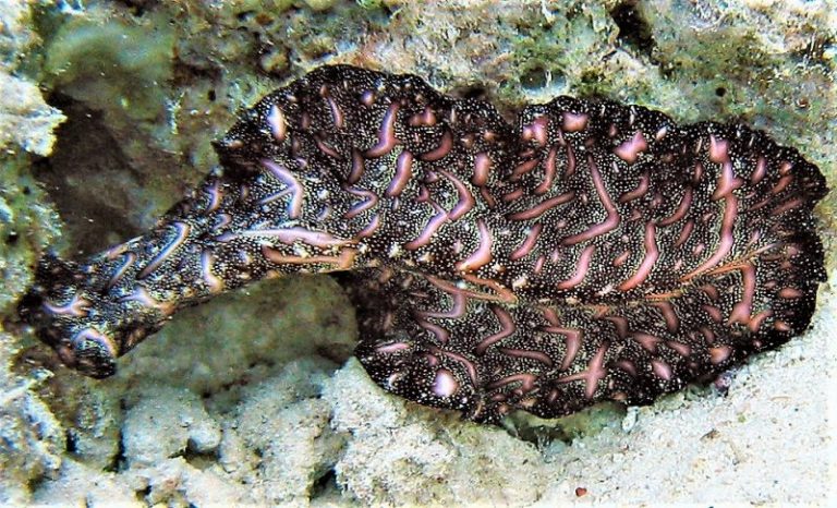 Platelmintos | Qué son, características, tipos, sístema digestivo ...