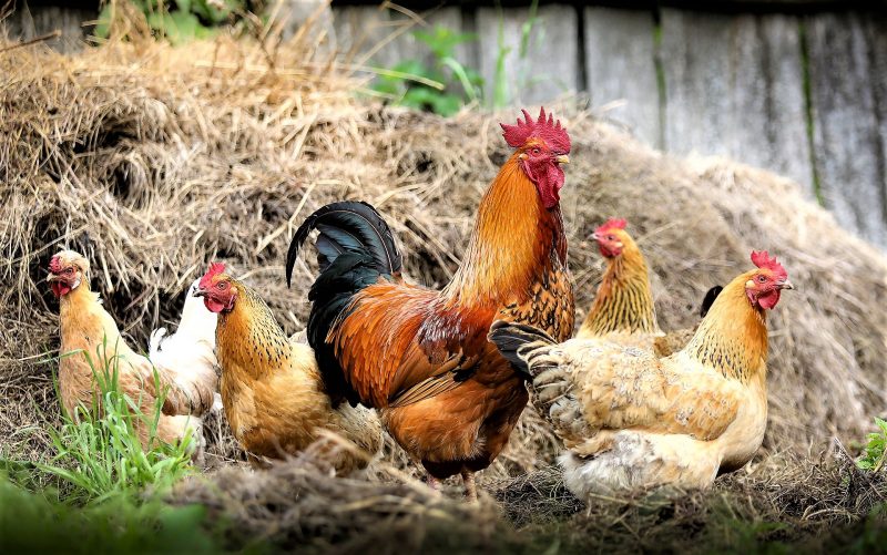 Poligamia | Qué es, etimología, origen, tipos, en la biblia, en el ...