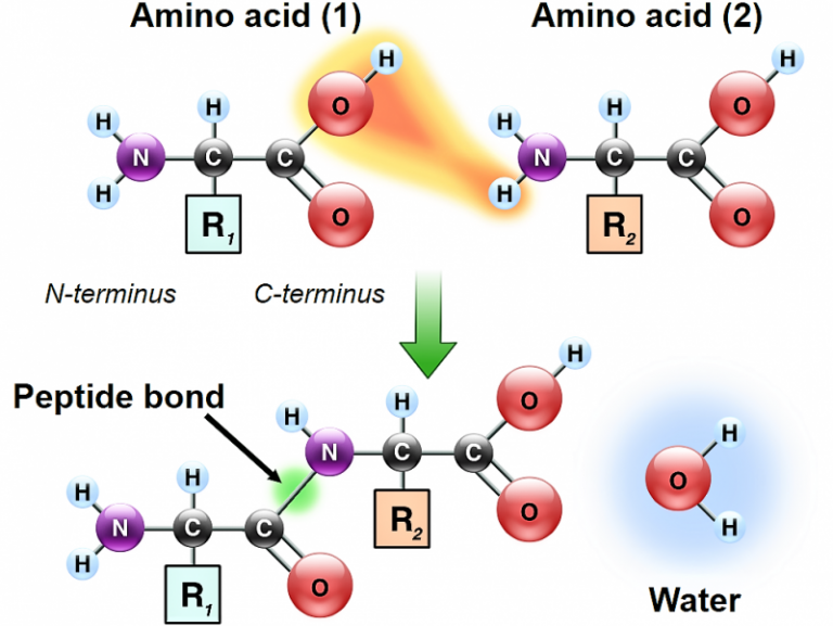 Enlace peptídico | Qué es, características, cómo se forma, ejemplos ...