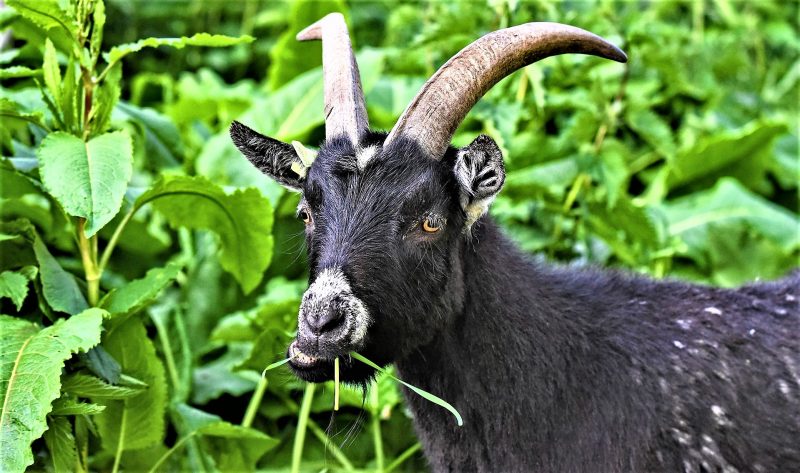 Organismos heterótrofos | Qué son, características, tipos, ejemplos ...