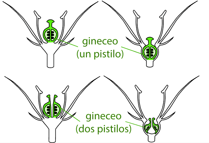 Gineceo | Qué es, características, función, partes, tipos, etimología ...