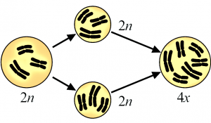 Poliploidía | Qué es, en qué consiste, tipos, ventajas | Animales, plantas