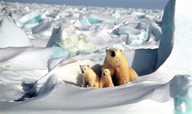 Clima polar | Qué es, características, tipos, fauna, flora, cultivos ...