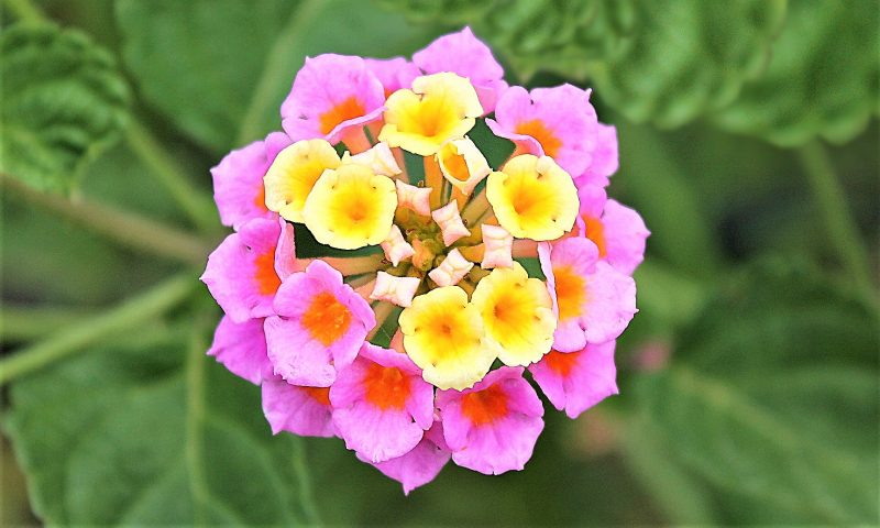 Dicotiledóneas | Qué son, características, ciclo de vida, flores ...
