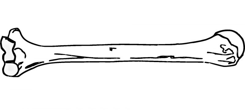 Húmero | Qué es, características, función, partes, músculos, lesiones