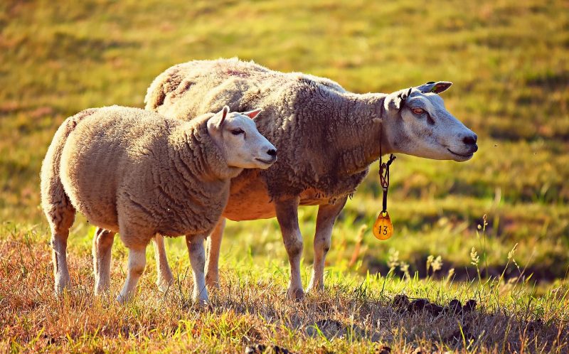 Etología | Qué es, qué estudia, historia, para qué sirve, ramas, ejemplos