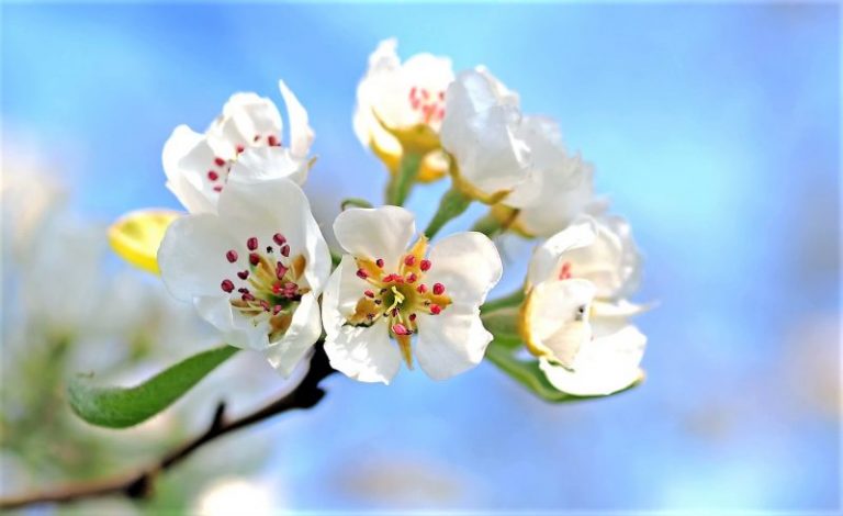 Angiospermas | Qué son, características, origen, evolución ...