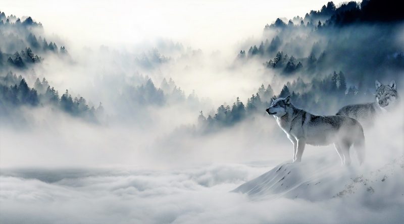 Animismo | Qué es, origen, historia, principios, características ...