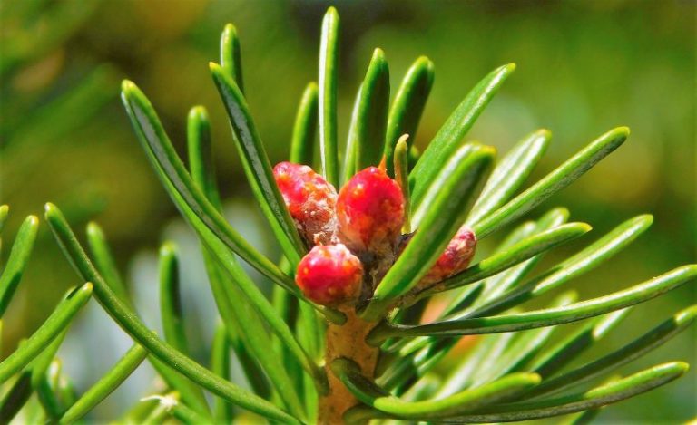 Gimnospermas | Qué son, características, origen, evolución, clasificación