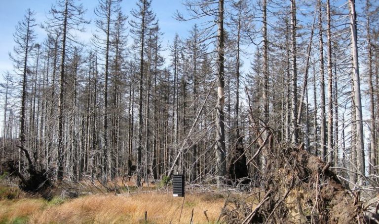 Clima templado | Qué es, características, tipos, fauna, flora, cultivos ...
