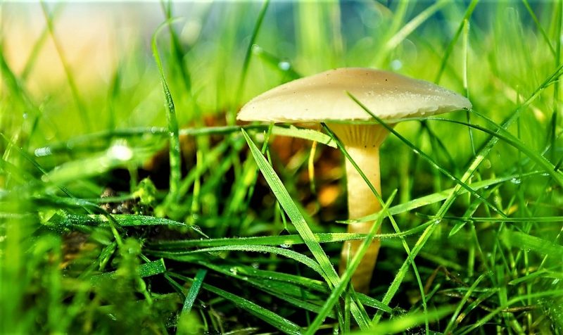 Micología | Qué es, definición, qué estudia, para qué sirve, ramas ...