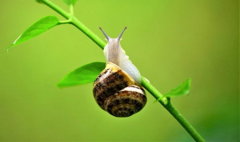 Coleópteros | Qué son, características, hábitat, alimentación, reproducción