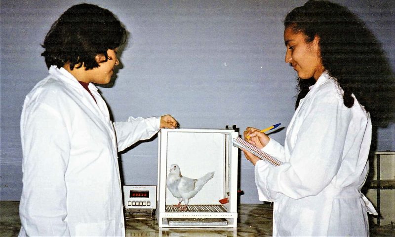 Conductismo | Qué es, qué estudia, características, historia, principios