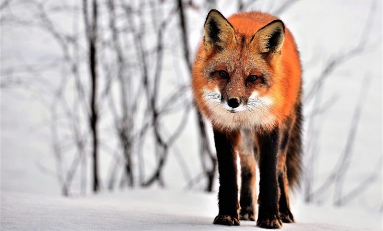 Reino animal | Qué es, características, origen, evolución ...