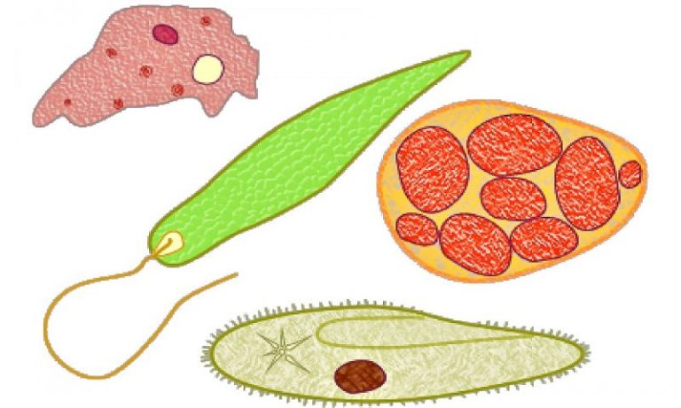 Reino Protista | Qué es, características, origen, evolución, hábitat ...