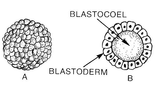 Blastocisto | Qué es, características, partes, formación, desarrollo ...