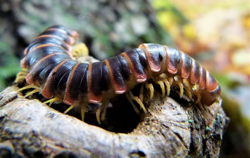 Escolopendra | Qué es, características, hábitat, alimentación, reproducción