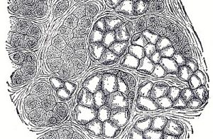 Glándulas | Qué son, definición, características, función ...