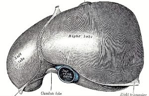 Glándulas exocrinas | Qué son, función, clasificación, características ...