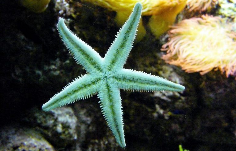 Echinoderms | What are, characteristics, reproduction, classification ...