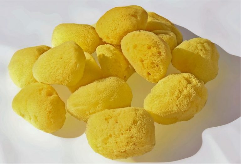 Sponges | What are, characteristics, classification, reproduction, feeding