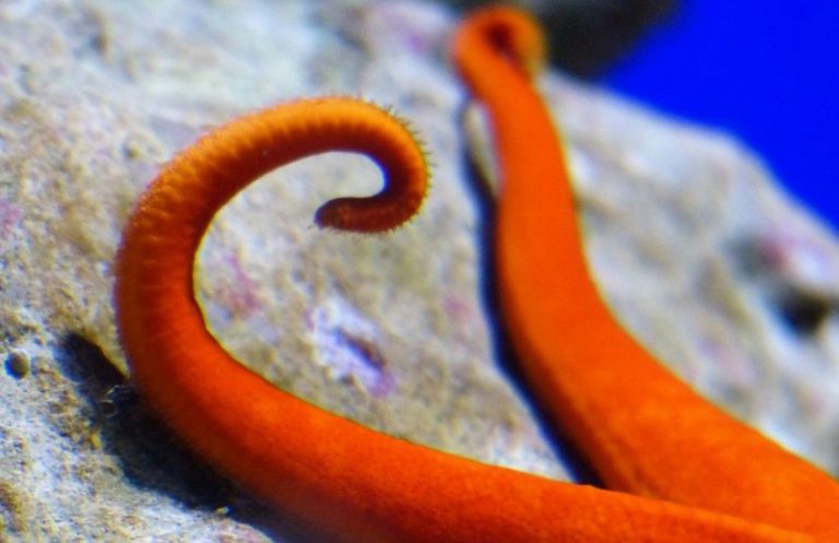 Echinoderms | What are, characteristics, reproduction, classification ...