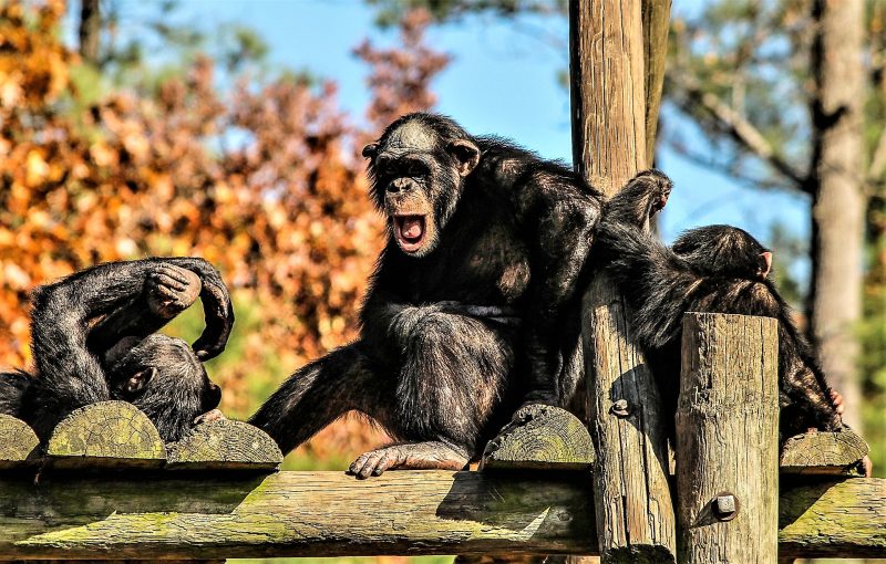 Homínidos | Qué son, características, clasificación, evolución, cómo vivían
