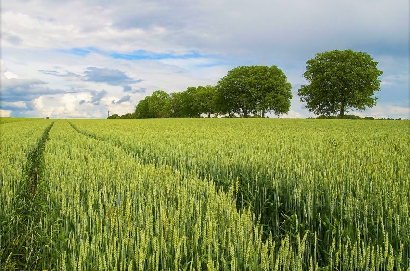 Physiocracy | What is, history, characteristics, principles ...