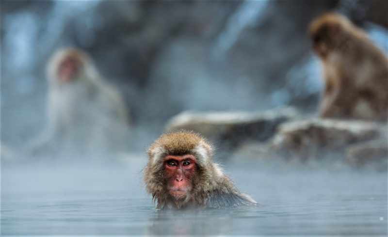 Primates | Qué son, características, tipos, alimentación, hábitat ...