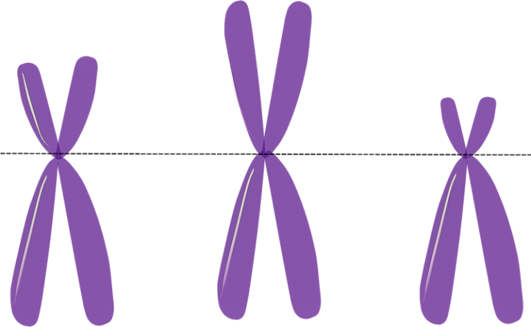 Aneuploidy | What is, definition, causes, types, risk, treatment, pregnancy