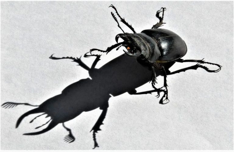 Coleópteros | Qué son, características, hábitat, alimentación, reproducción