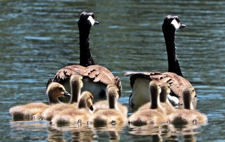 Ecological niche | What is, characteristics, types, importance, examples