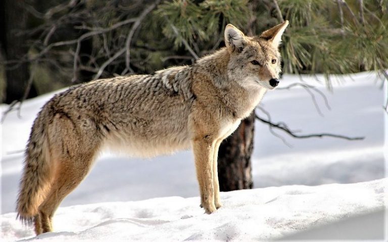 Organismos autótrofos | Qué son, características, clasificación, ejemplos