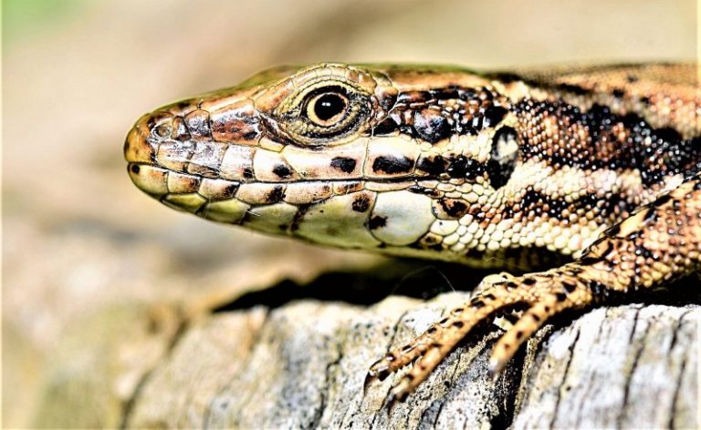 Animales insectívoros | Qué son, características, qué comen, tipos ...