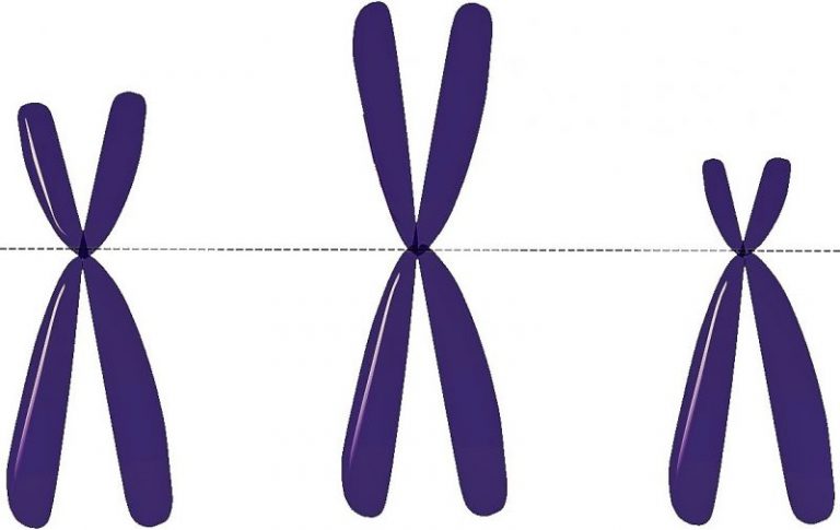 Allele | What is, genes, multiple, dominant, recessive, examples, location