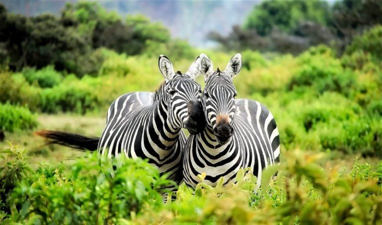 Biosphere | What it is, characteristics, structure, layers, components ...