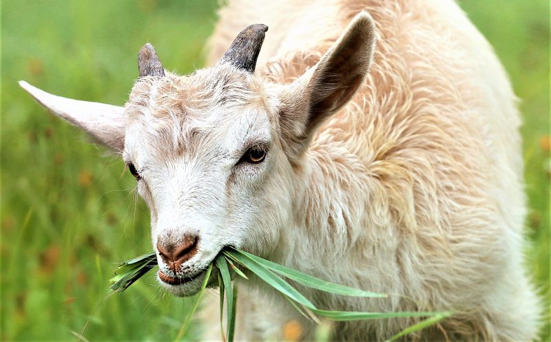 Caprinos | Qué son, características, tipos, hábitat, reproducción ...