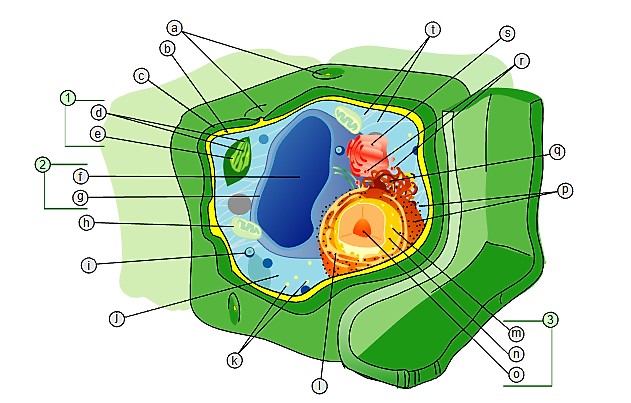 Cell organelles | What are, characteristics, structure, functions ...