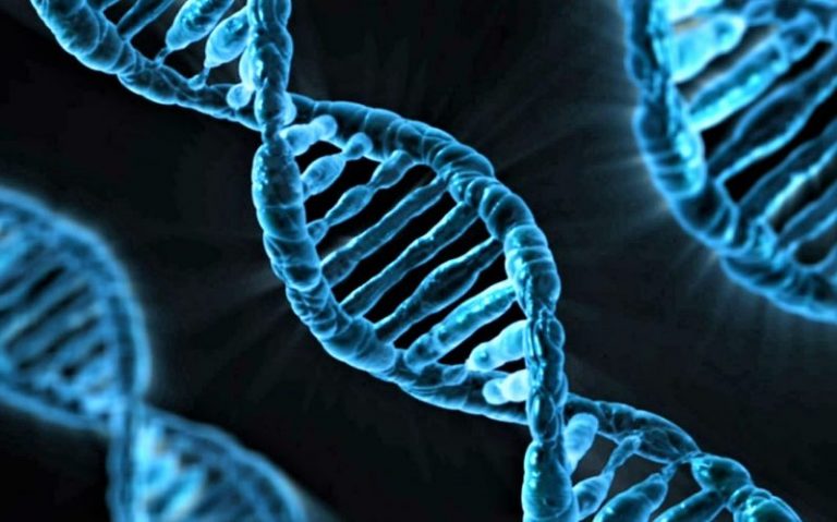 Genotype | What it is, characteristics, history, determination, types ...