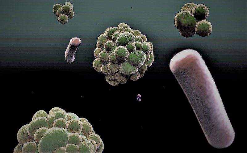 Microorganisms | What they are, what they are for, features, functions ...