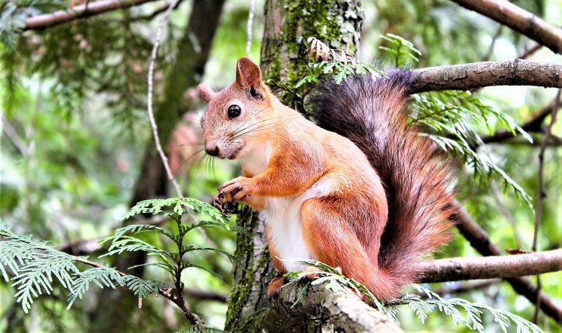 Roedores | Qué son, características, tipos, hábitat, reproducción ...